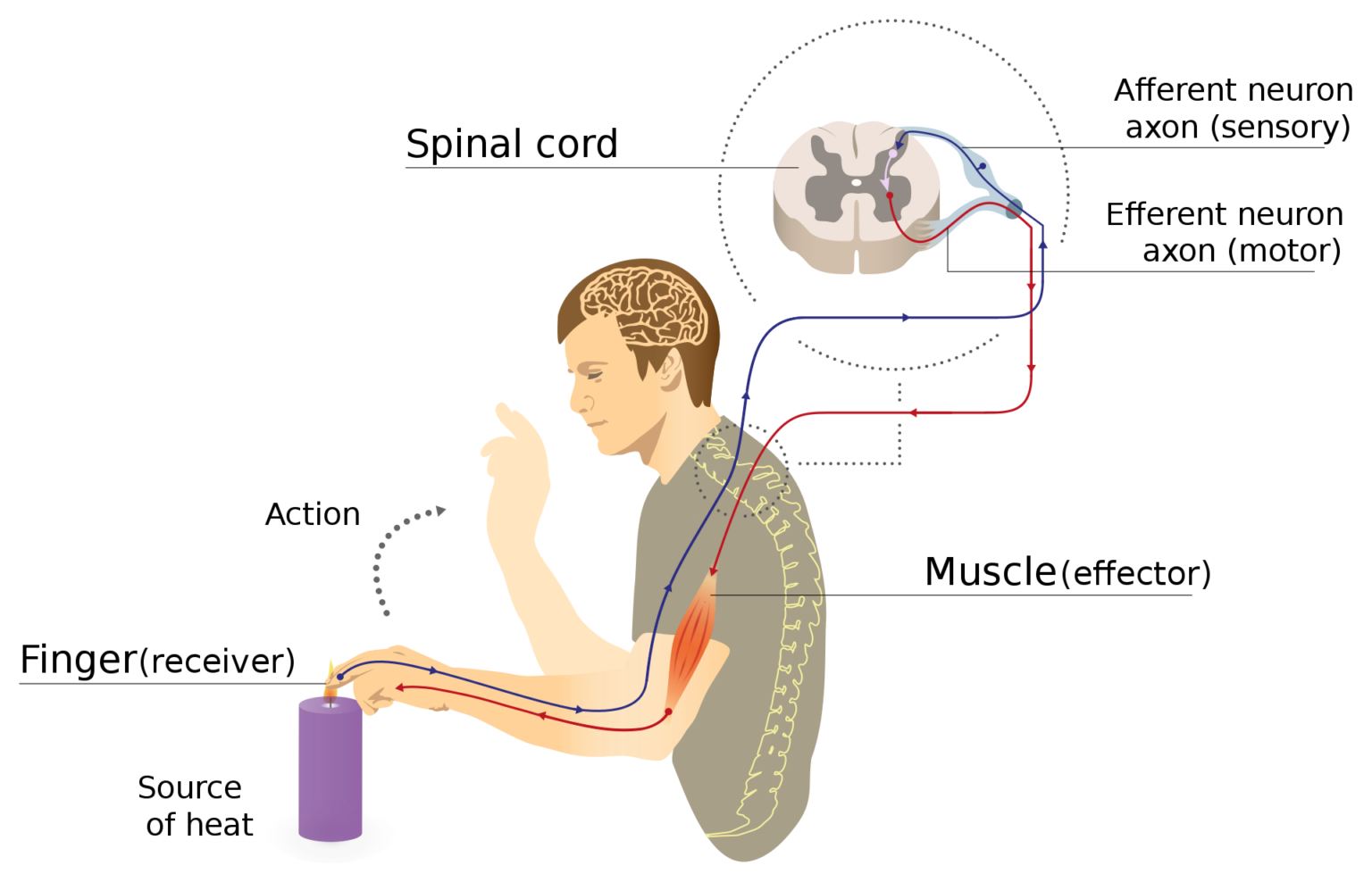 Pain Management Techniques when Living with Chronic Pain
